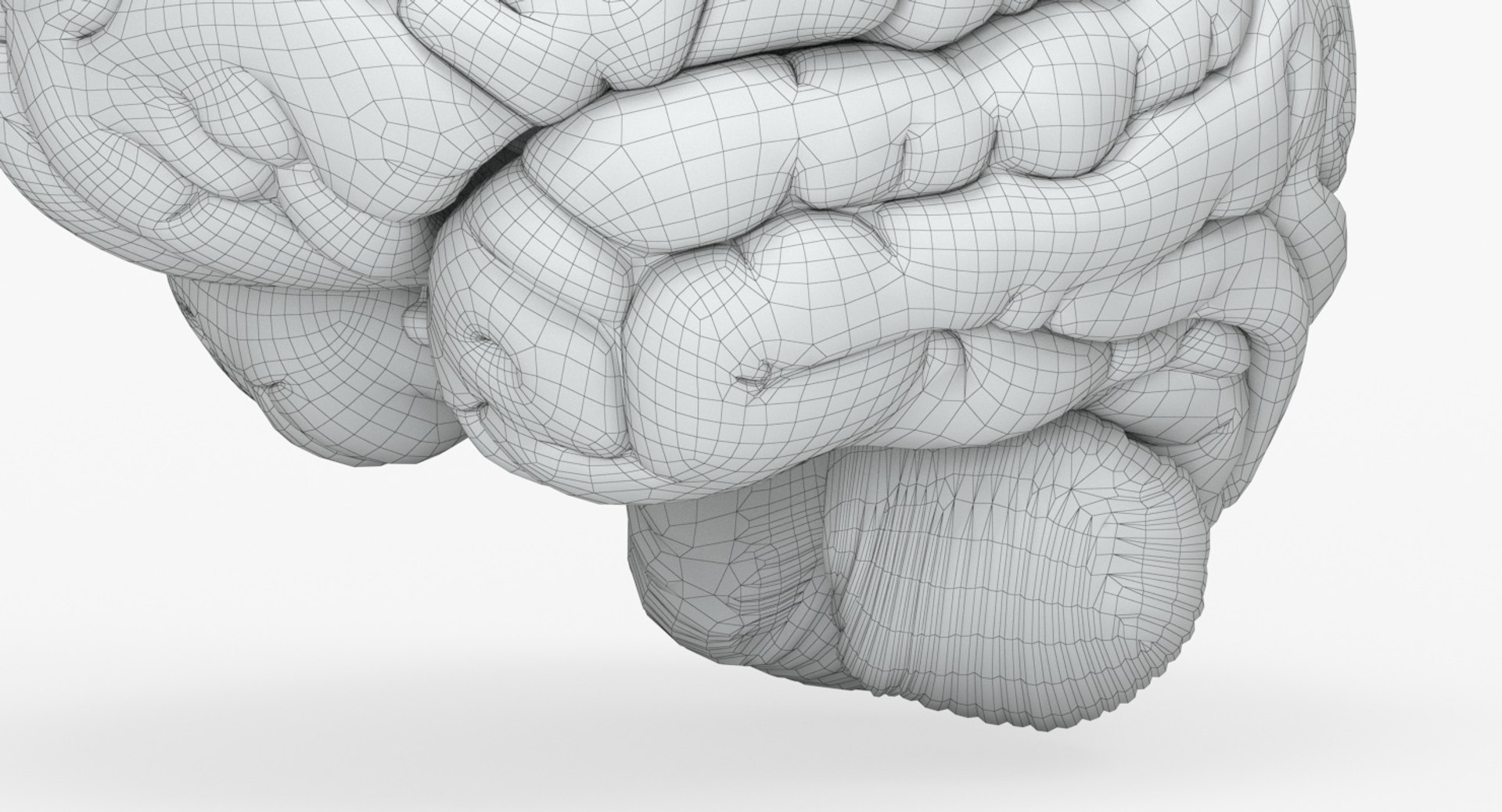 Brain anatomical segments 3D model - TurboSquid 1383516