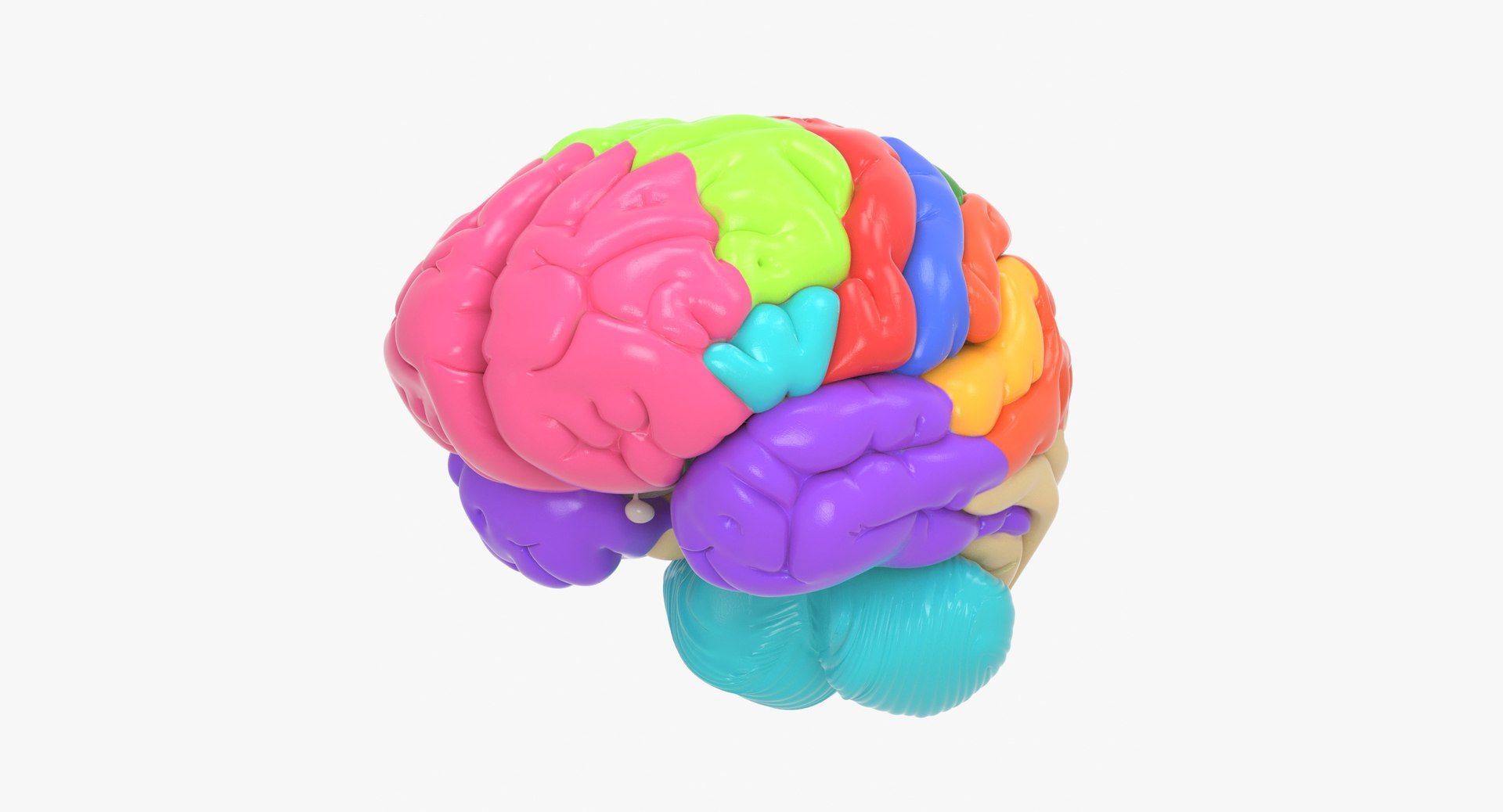 Brain Anatomical Segments 3D Model - TurboSquid 1383516