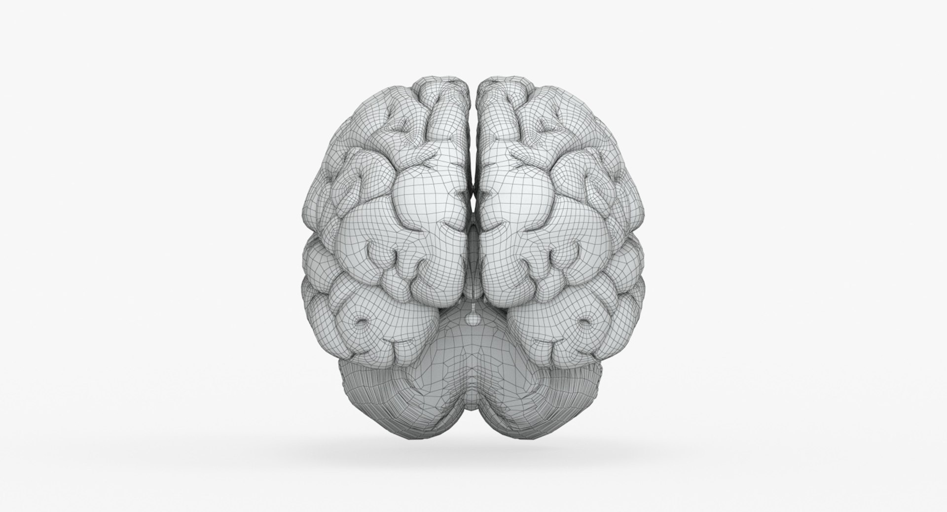 Brain anatomical segments 3D model - TurboSquid 1383516