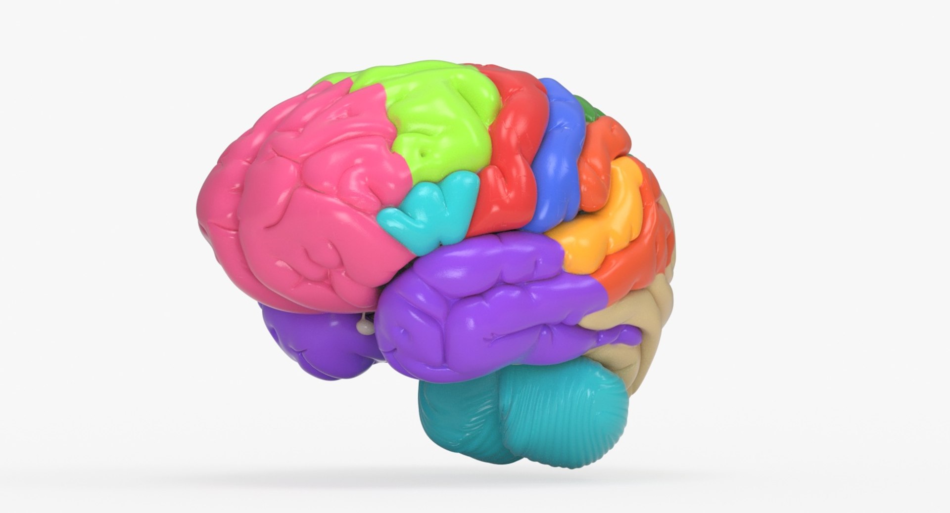 Brain Anatomical Segments 3D Model - TurboSquid 1383516