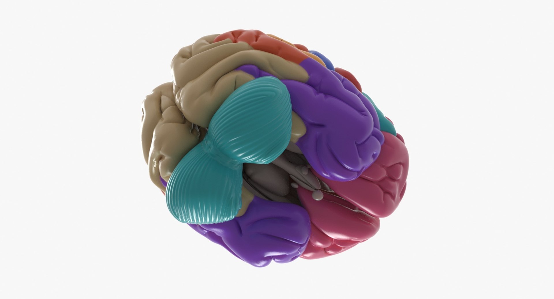 Brain Anatomical Segments 3D Model - TurboSquid 1383516