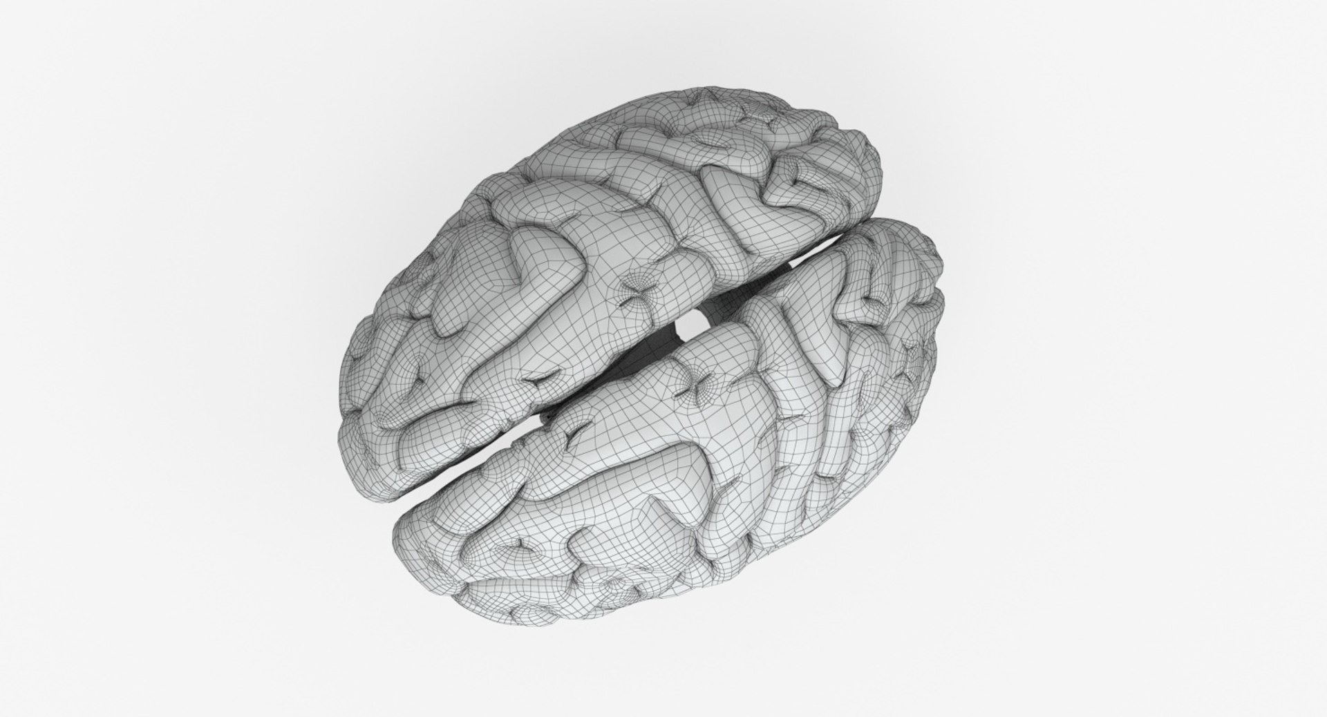 Brain anatomical segments 3D model - TurboSquid 1383516