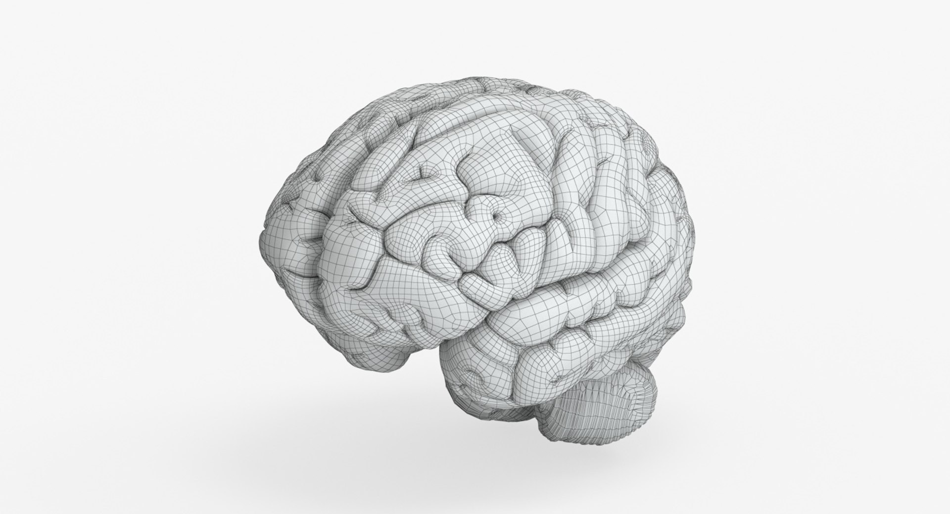 Brain anatomical segments 3D model - TurboSquid 1383516