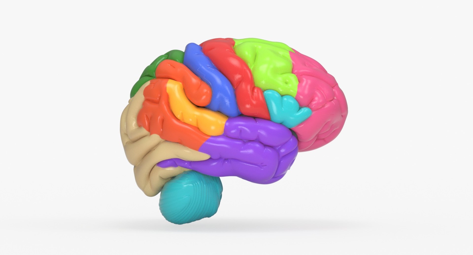 Brain Anatomical Segments 3D Model - TurboSquid 1383516