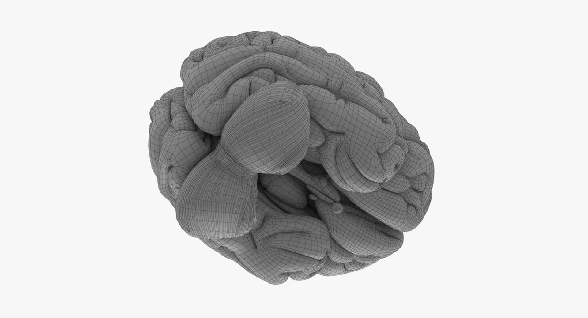 Brain anatomical segments 3D model - TurboSquid 1383516