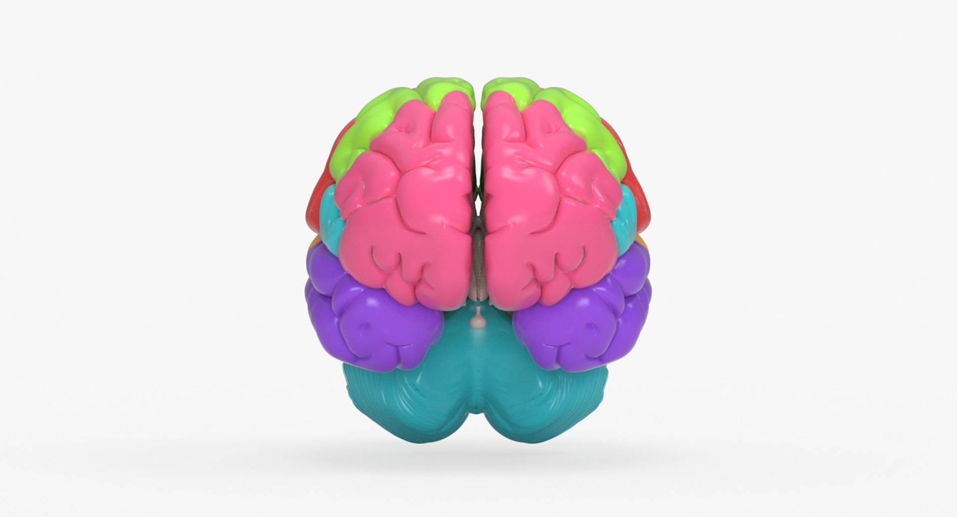 Brain Anatomical Segments 3D Model - TurboSquid 1383516