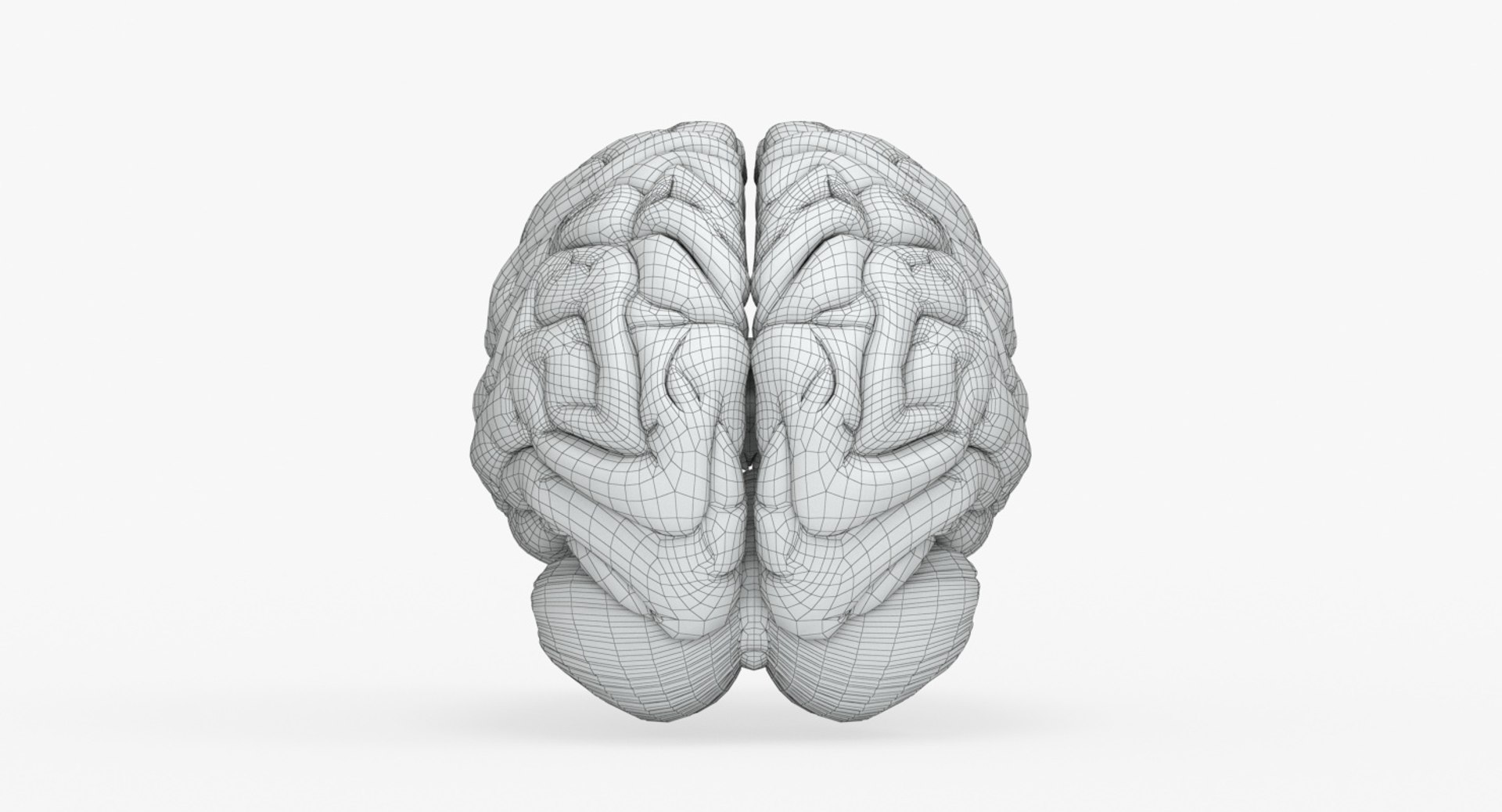 Brain anatomical segments 3D model - TurboSquid 1383516