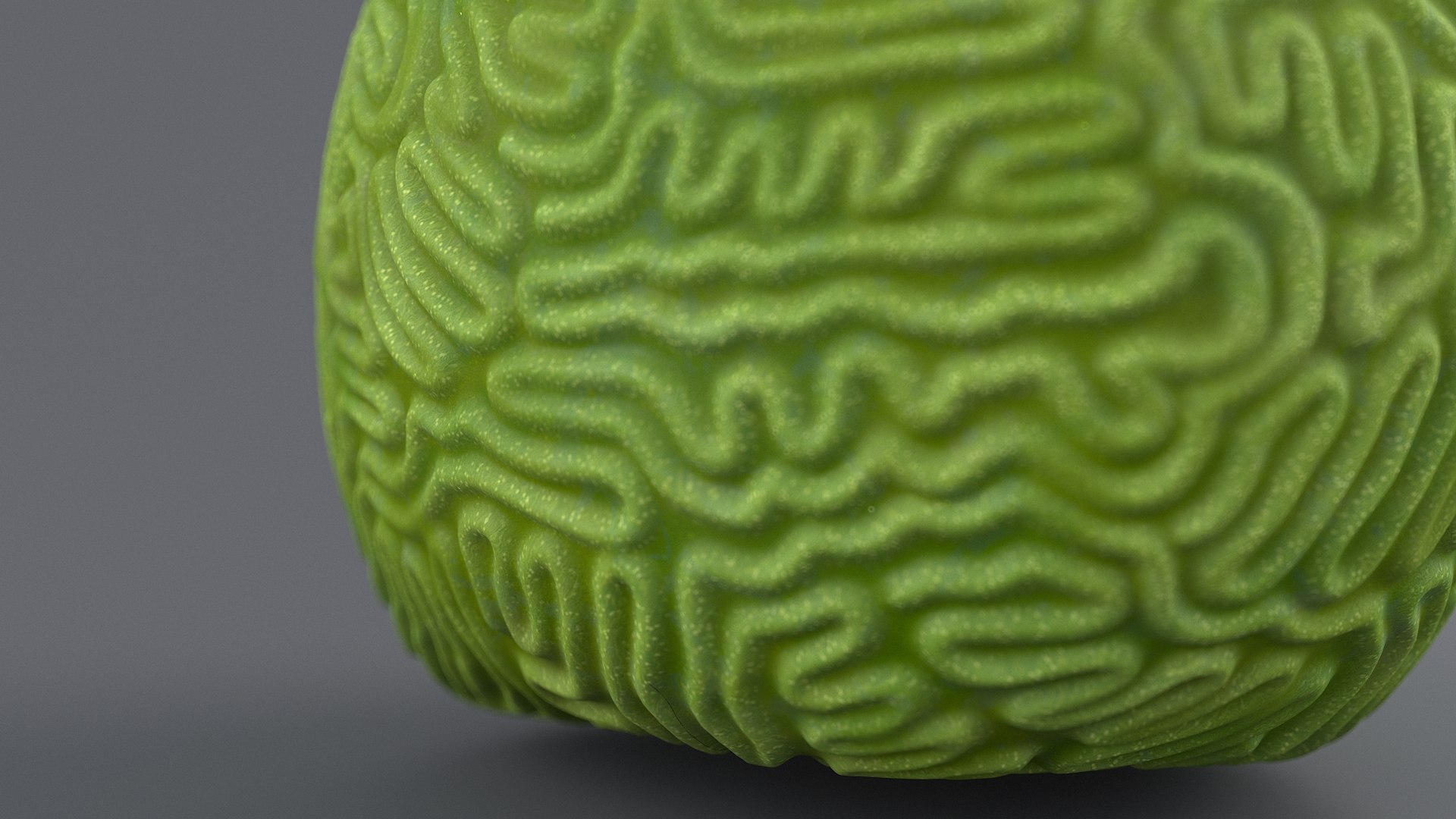 Brain Polyp Coral 3D Model - TurboSquid 1476923