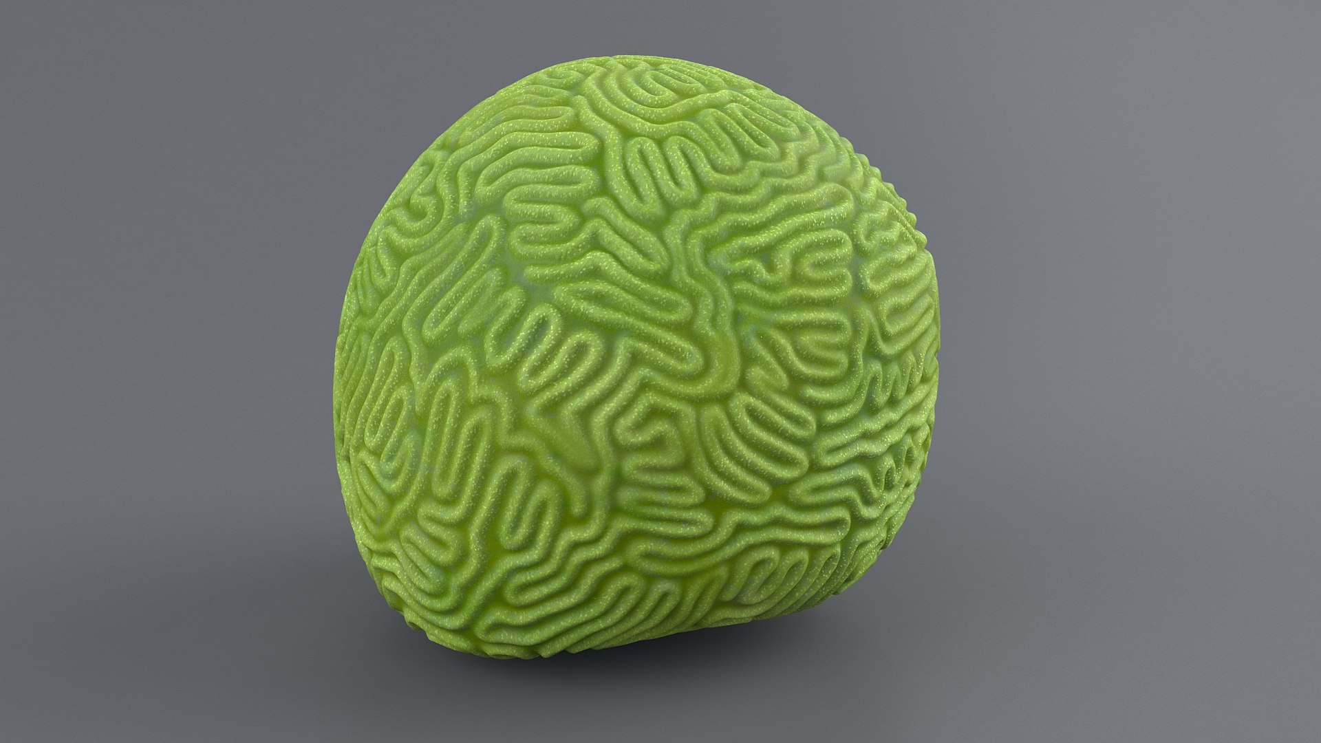 Brain Polyp Coral 3D Model - TurboSquid 1476923