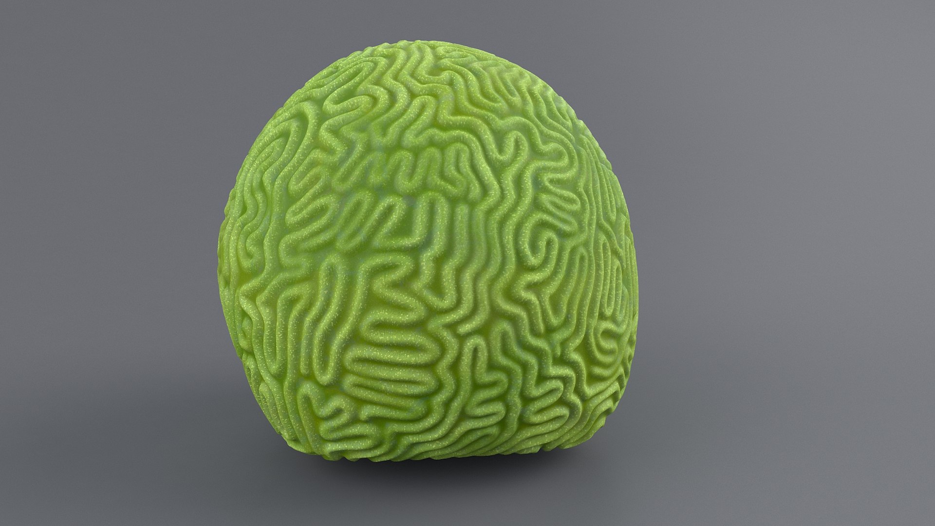 Brain Polyp Coral 3D Model - TurboSquid 1476923
