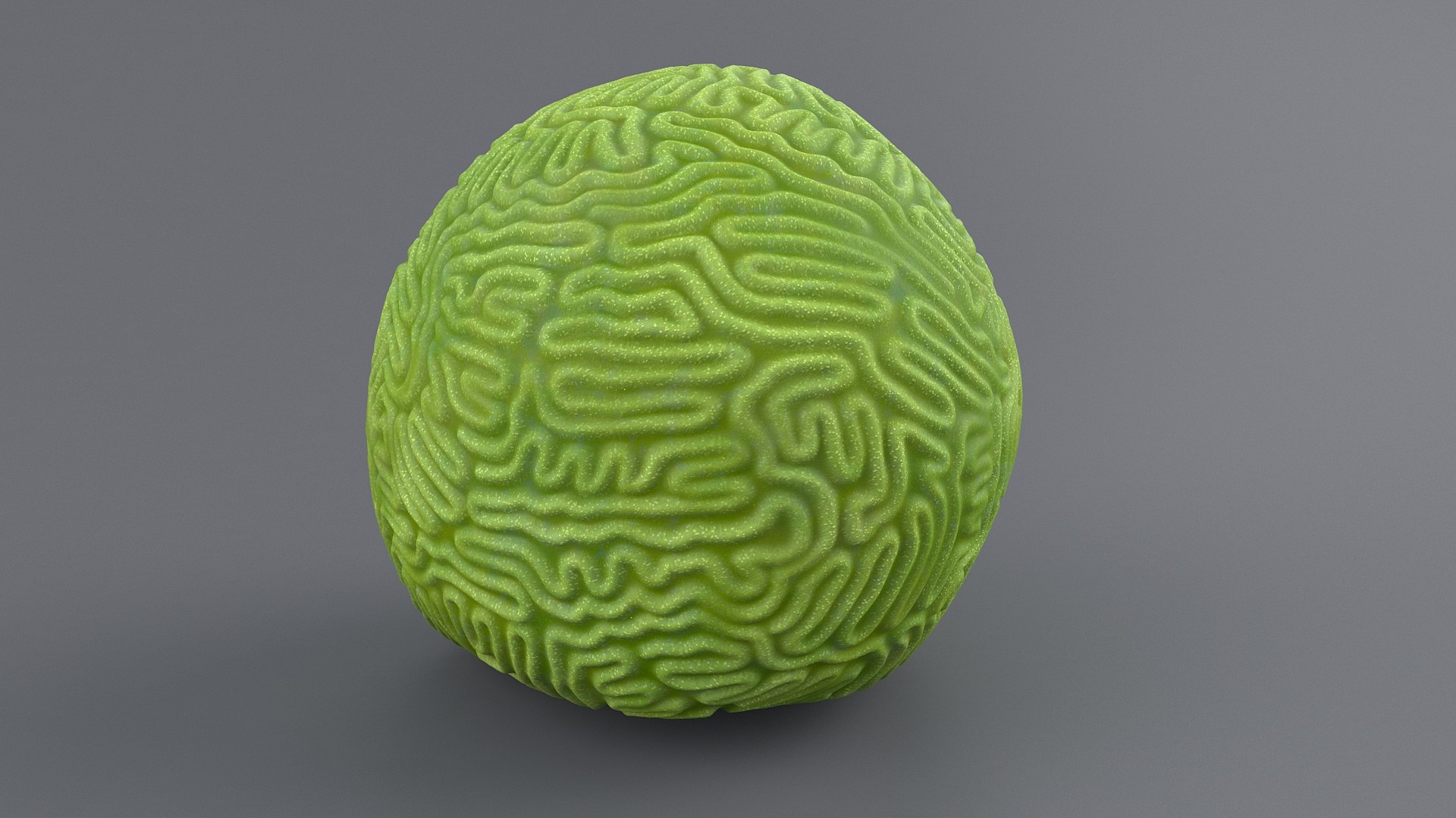 Brain Polyp Coral 3D Model - TurboSquid 1476923