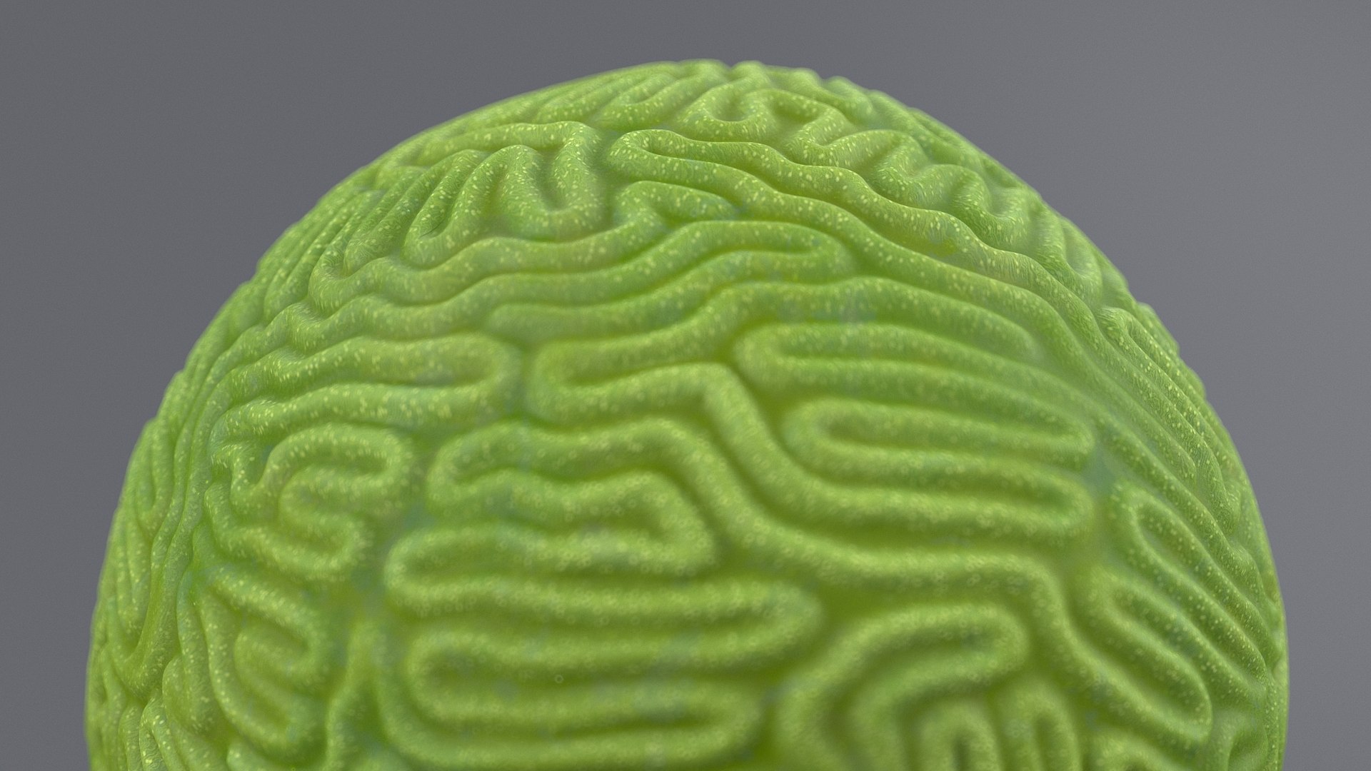 Brain Polyp Coral 3D Model - TurboSquid 1476923