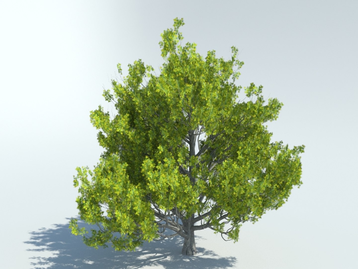 Liquid Amber 3D Model - TurboSquid 1345458