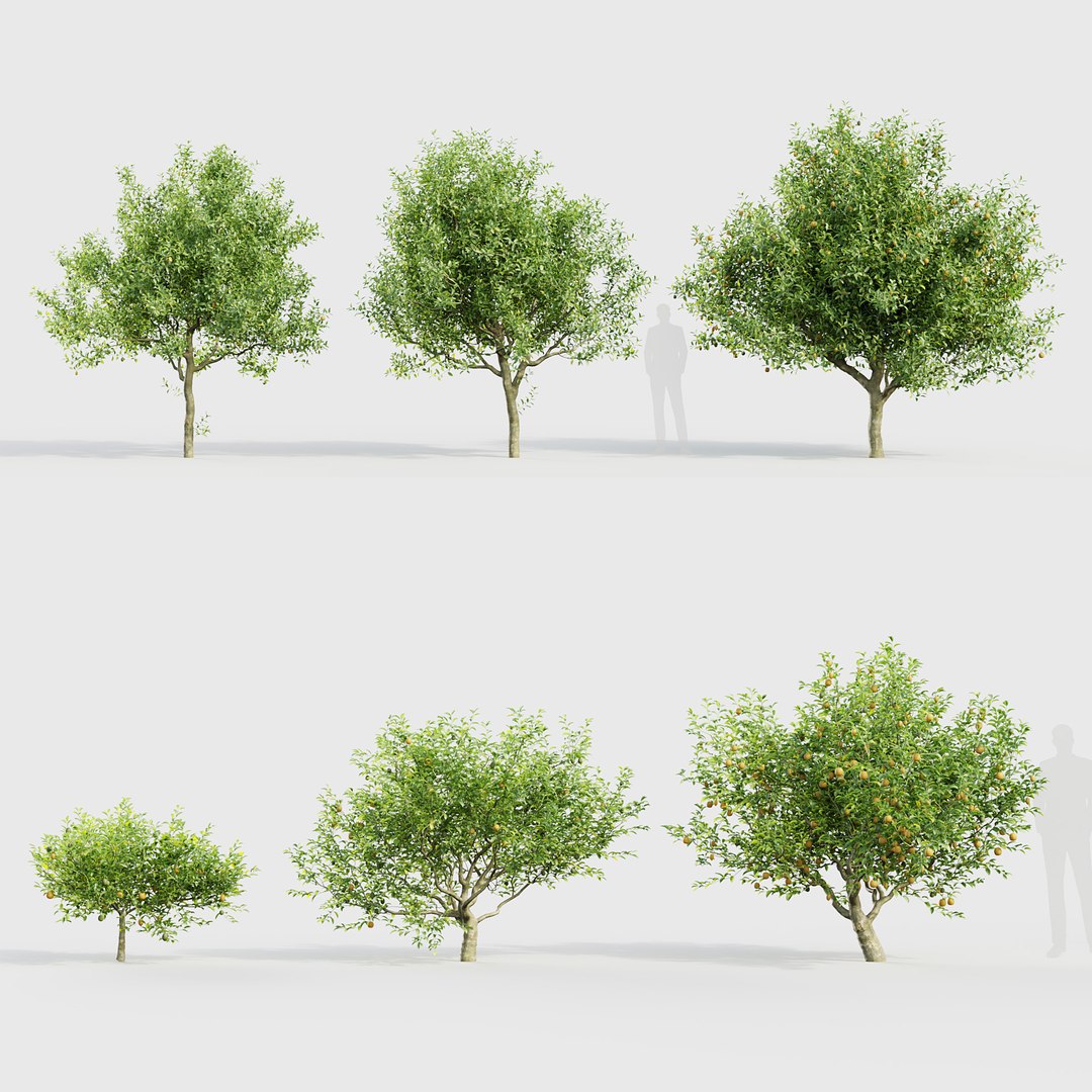 Citrus Limon Lemon 3D Model 3D Model - TurboSquid 2117813