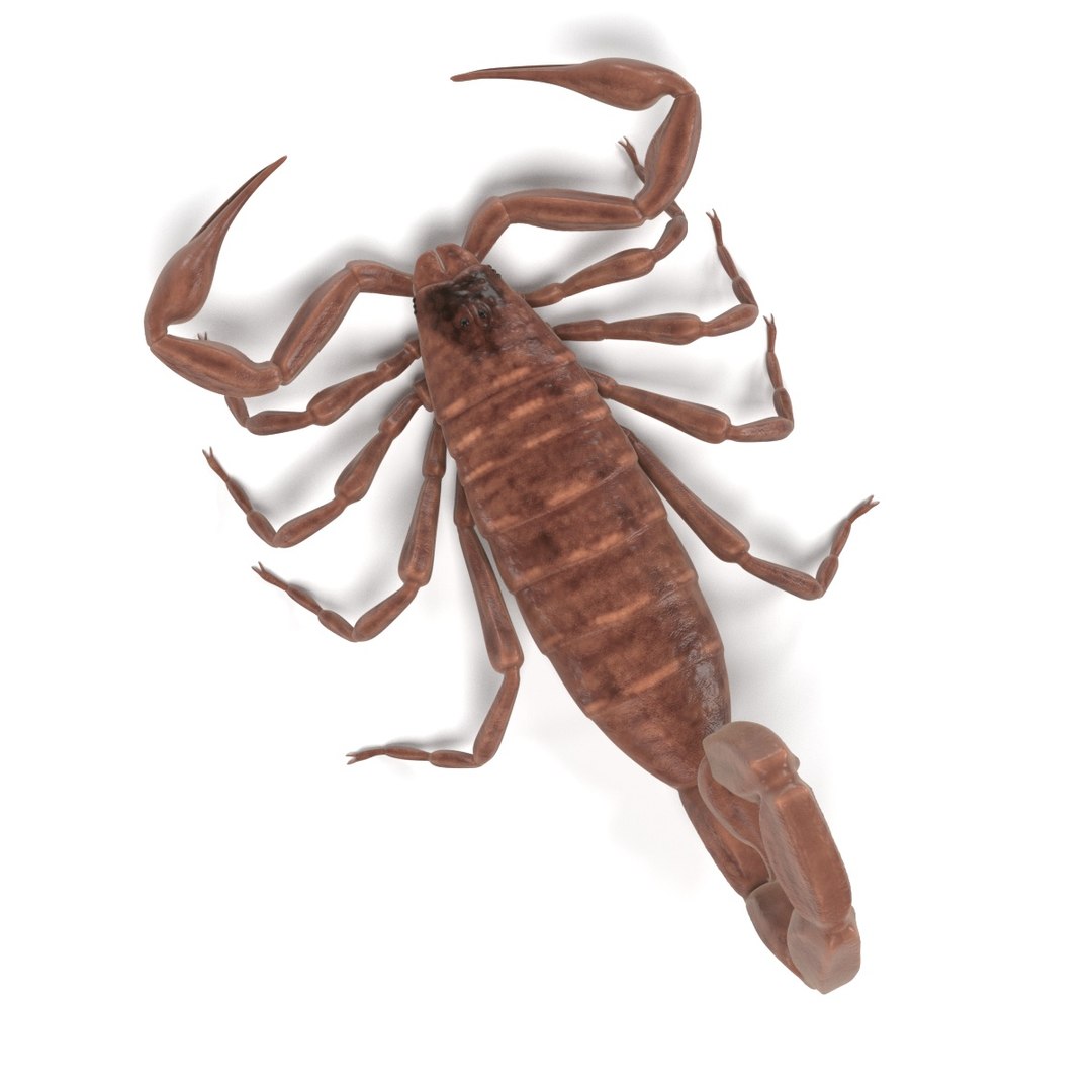 Centruroides Vittatus Obj
