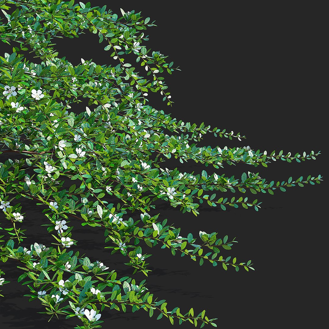 Cotoneaster Dammeri Coral Beauty 3D Model - TurboSquid 2204418