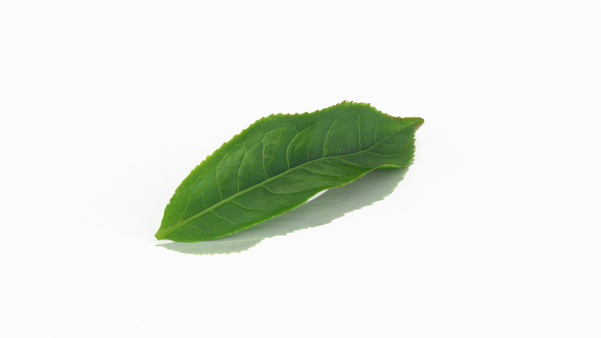 3D Tea Leaf - TurboSquid 1886048
