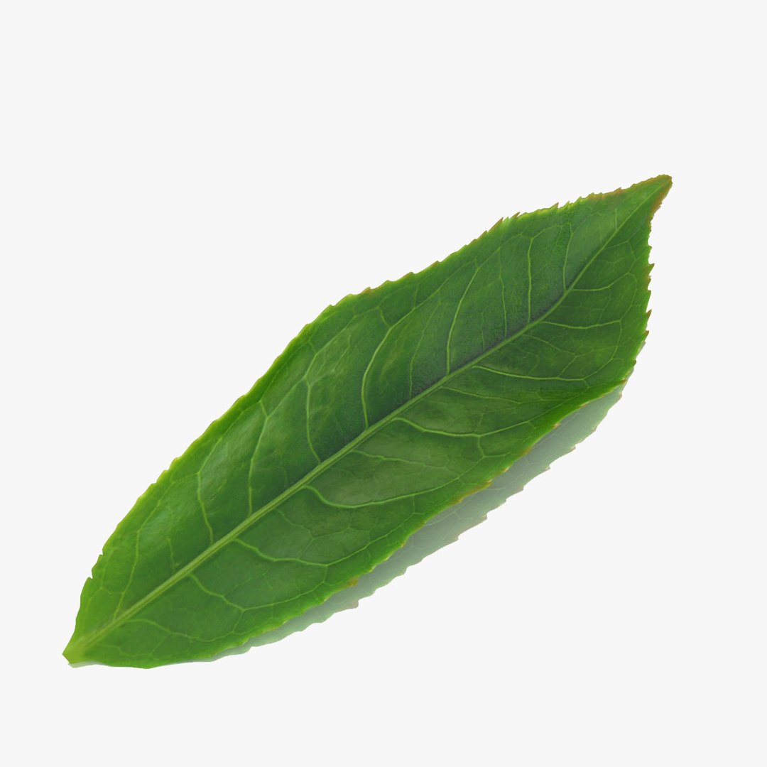 3D Tea leaf - TurboSquid 1886048