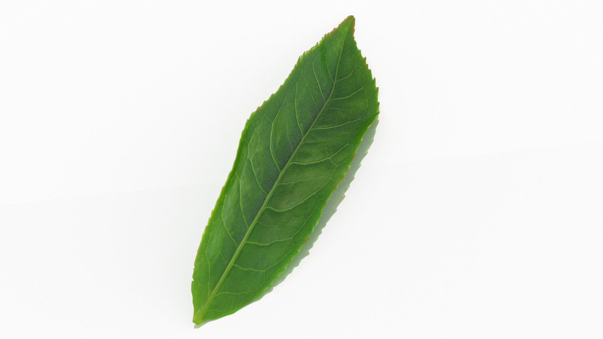 3D Tea Leaf - TurboSquid 1886048