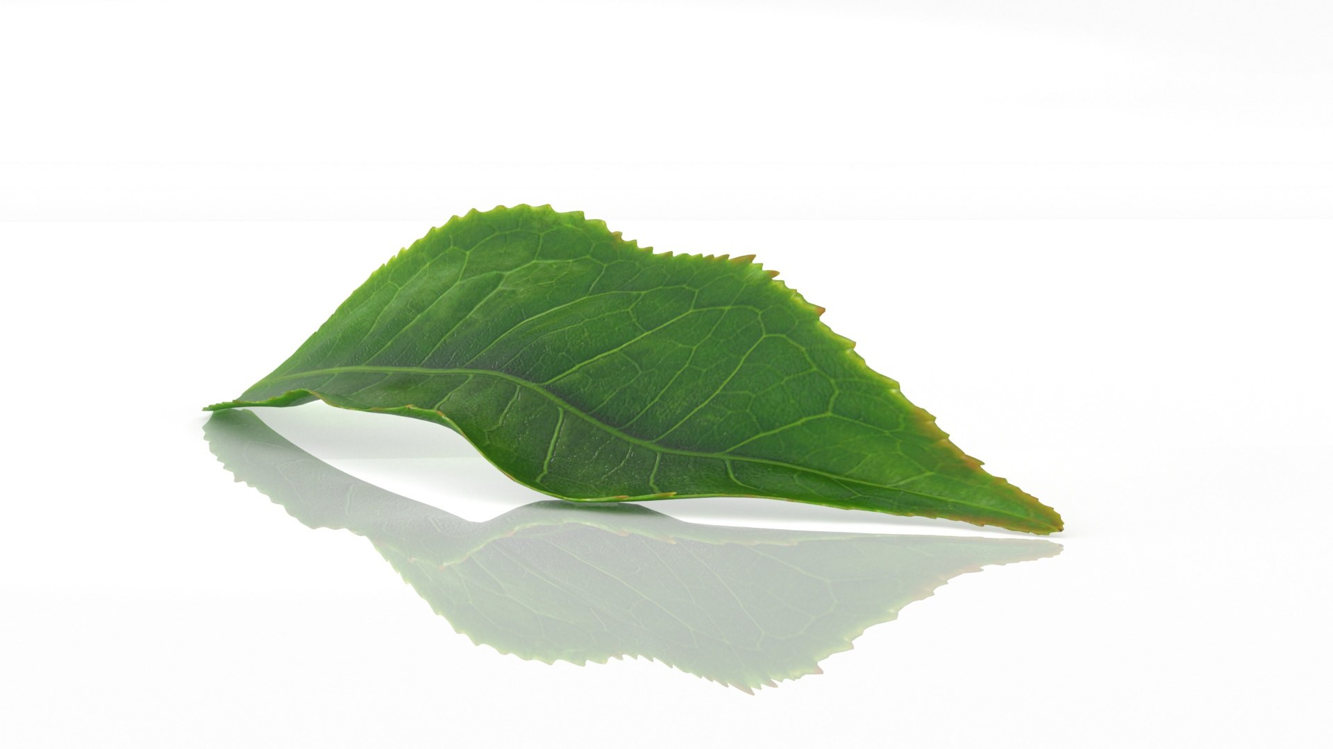 3D Tea Leaf - TurboSquid 1886048