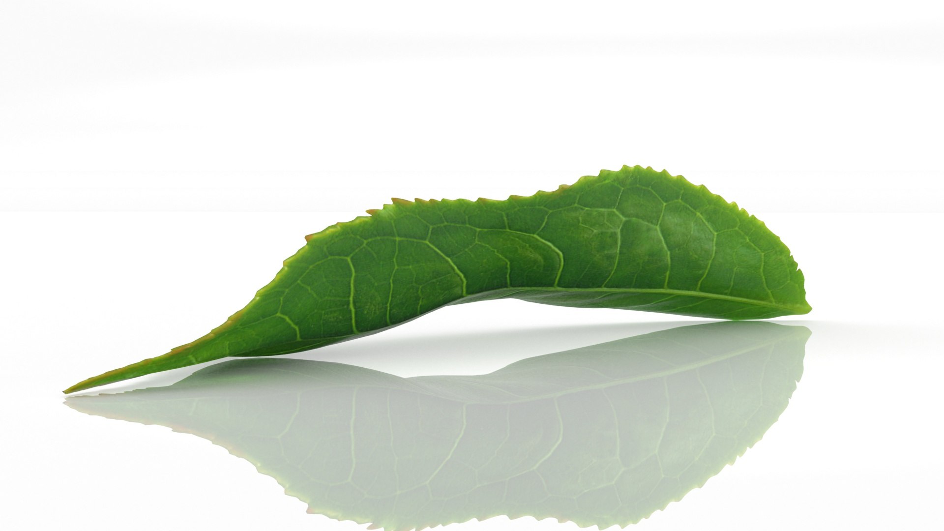 3D Tea Leaf - TurboSquid 1886048