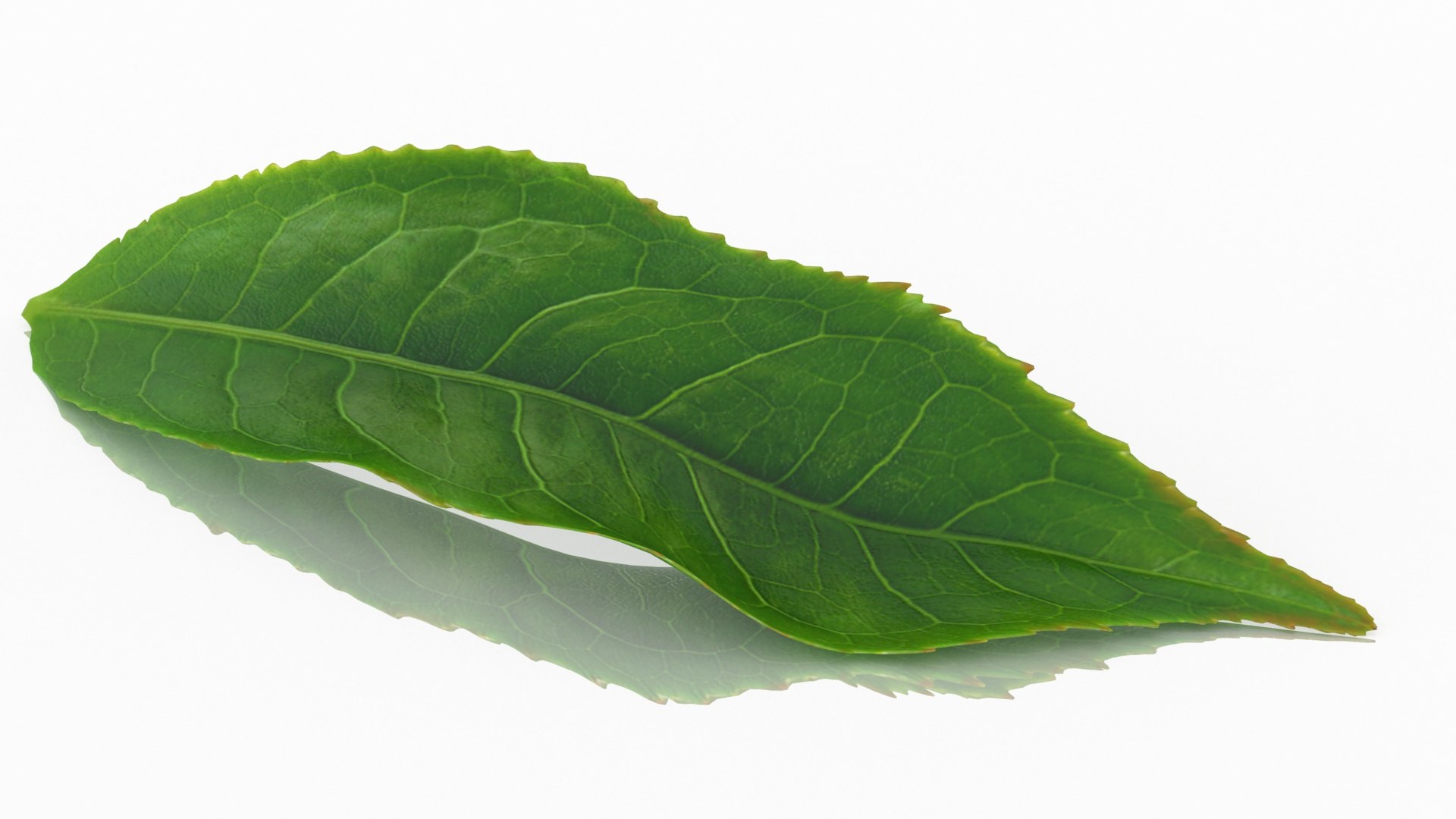 3D Tea Leaf - TurboSquid 1886048