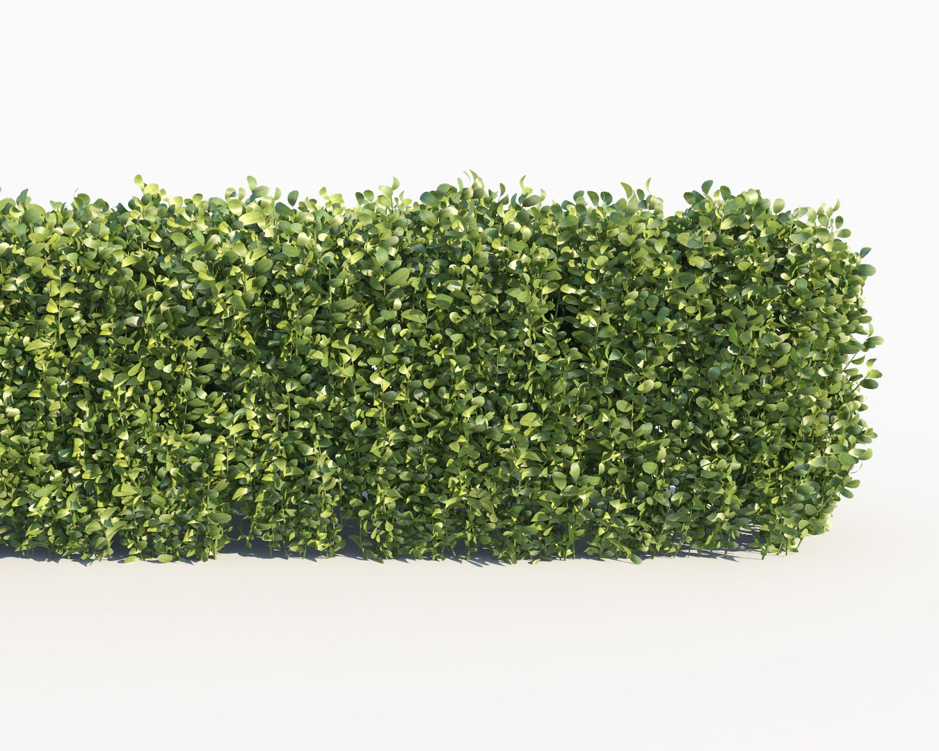 realistic hedges max