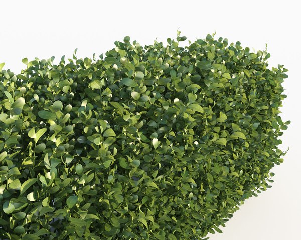 realistic hedges max