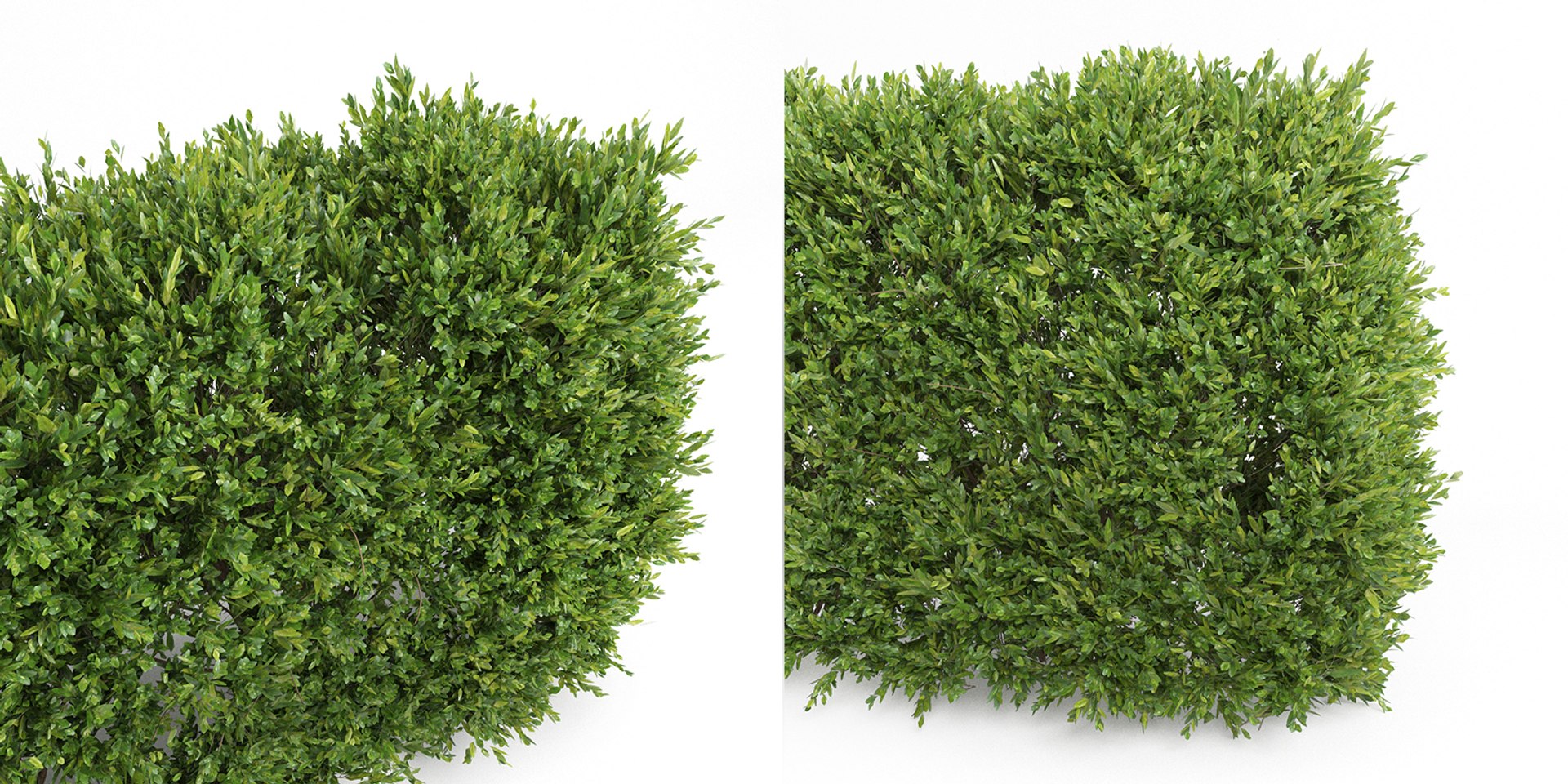 realistic hedges max