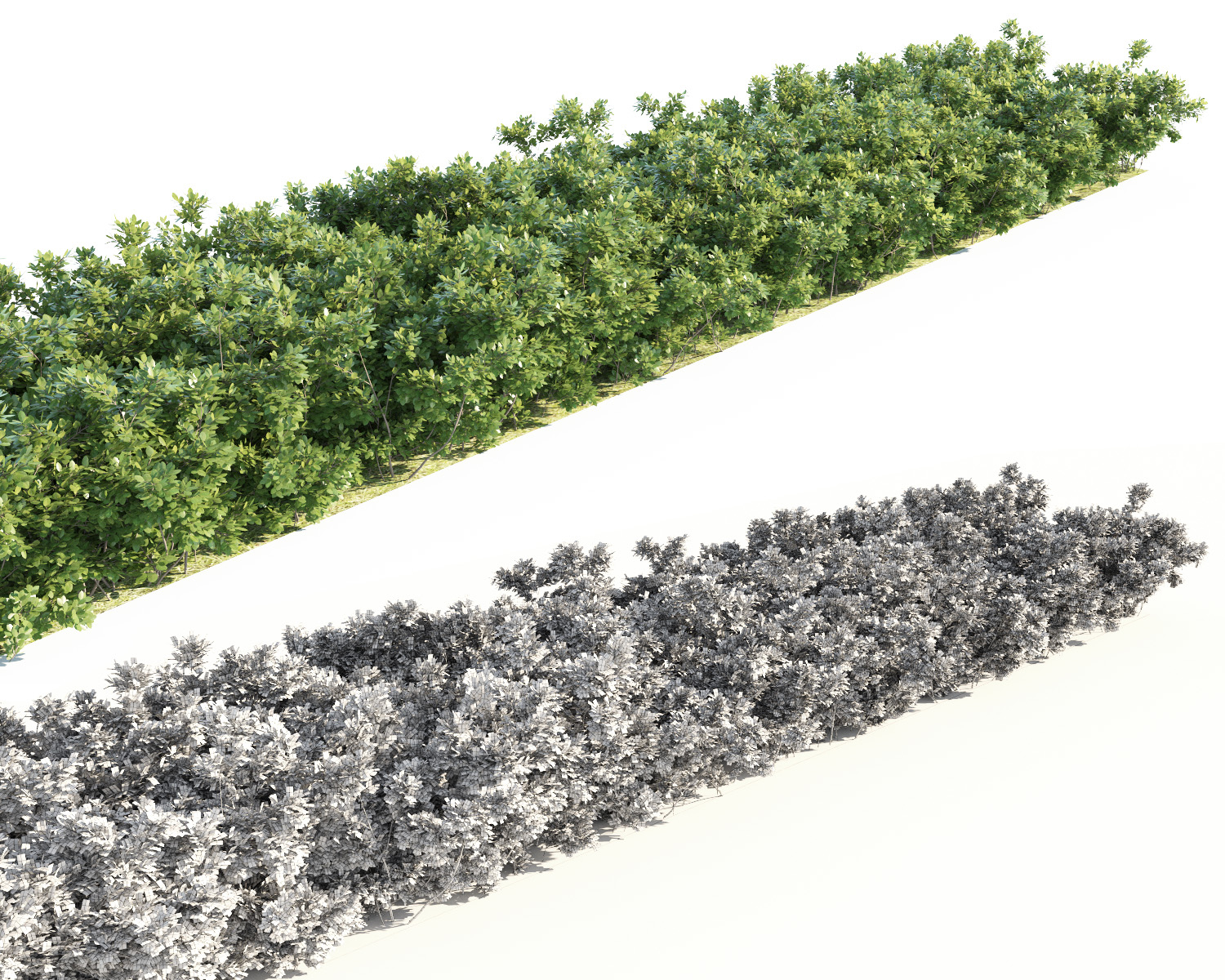 realistic hedges max