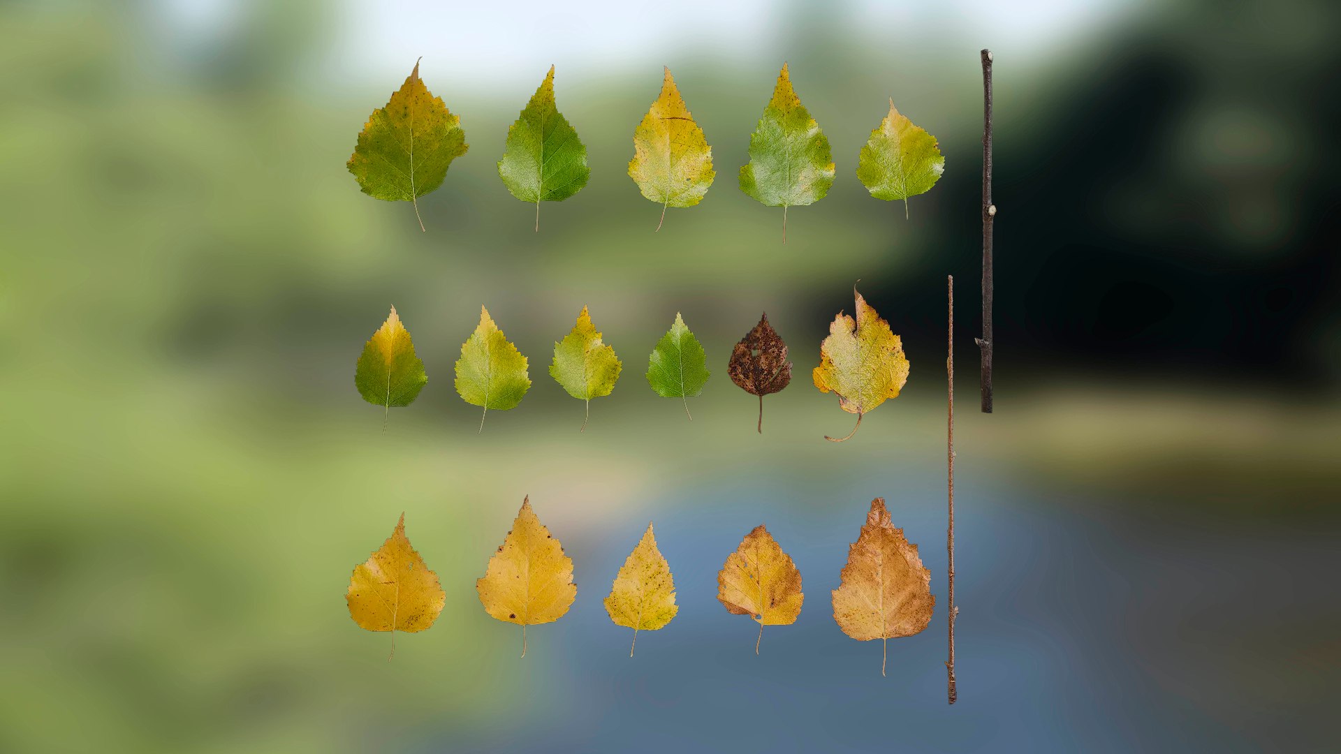 Anydrafts Birch Tree Texture Pack 3D - TurboSquid 2343685