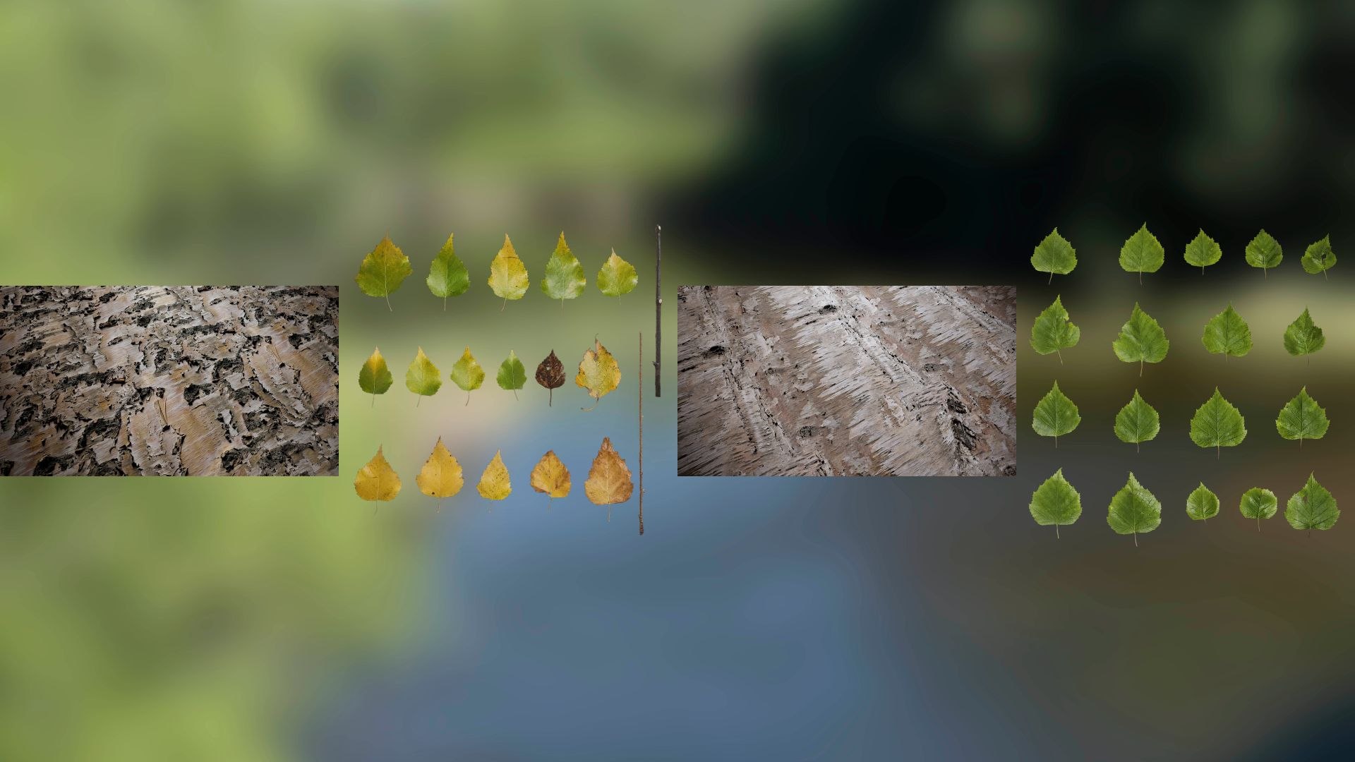 Anydrafts Birch Tree Texture Pack 3D - TurboSquid 2343685