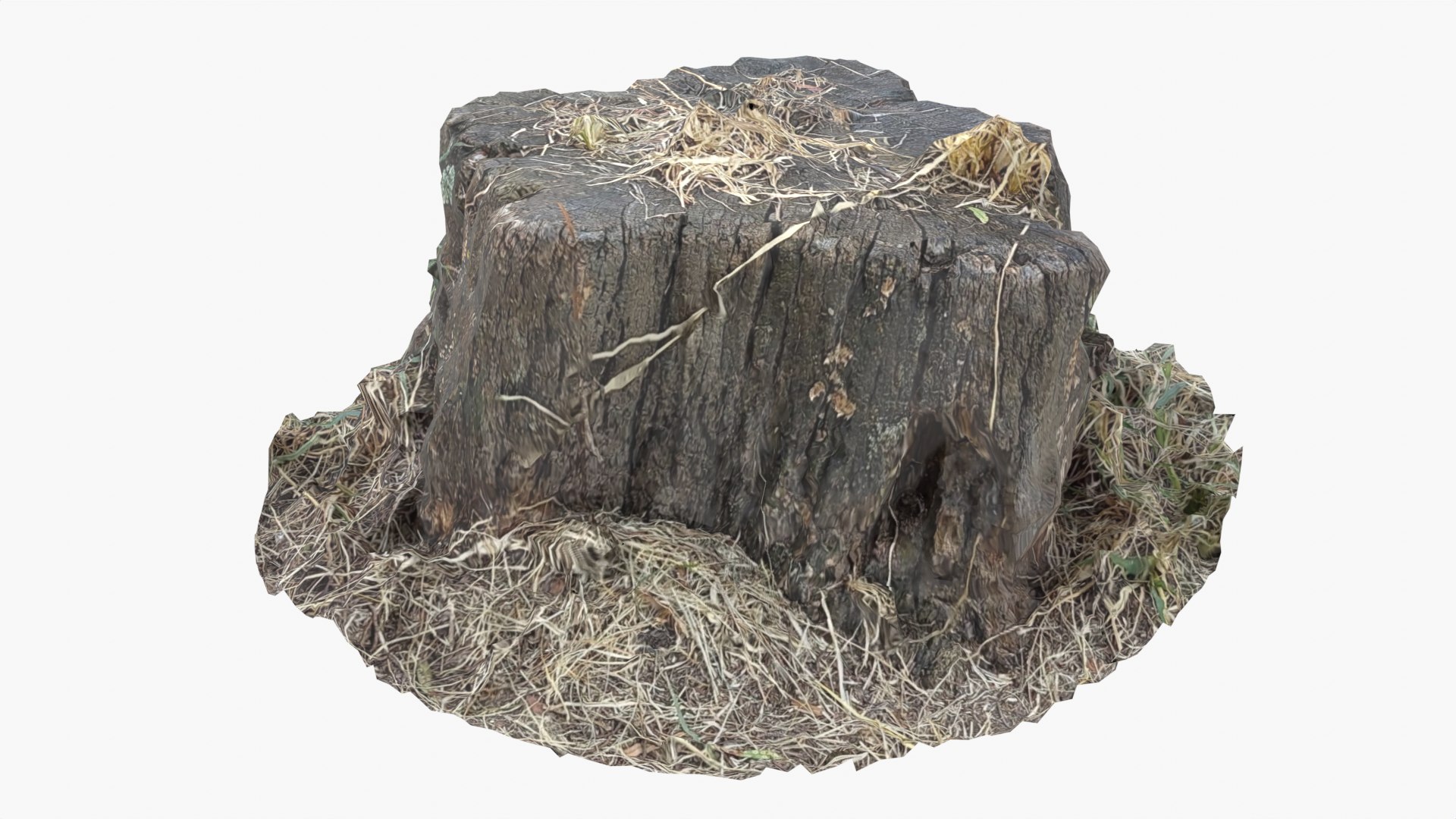 3D Tree Stump 3 Model - TurboSquid 2009831