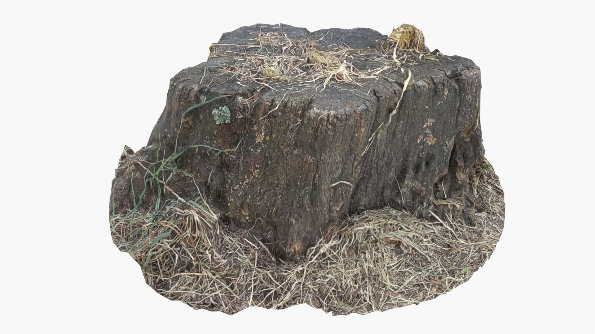 3D Tree Stump 3 Model - TurboSquid 2009831