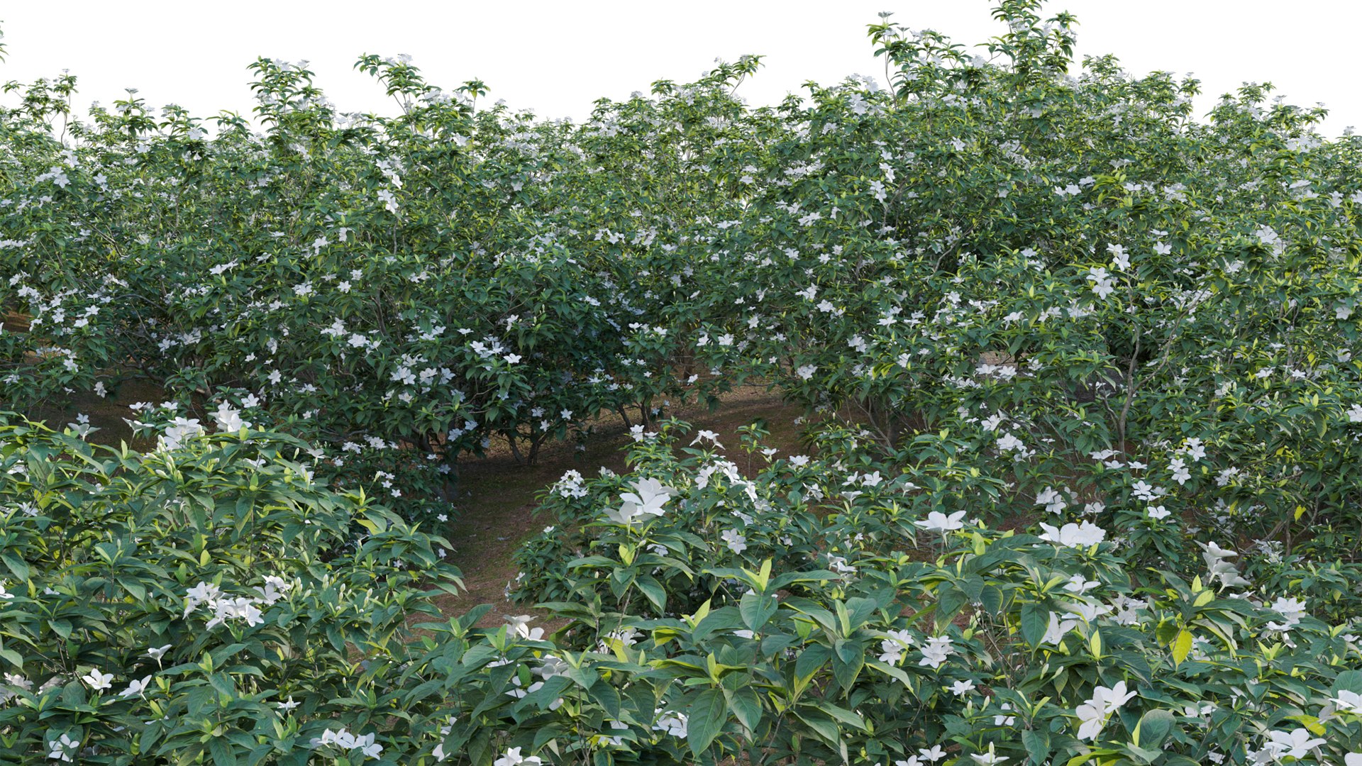 Tabernaemontana Dwarf - Pinwheel Flower 3D Model - TurboSquid 2265734