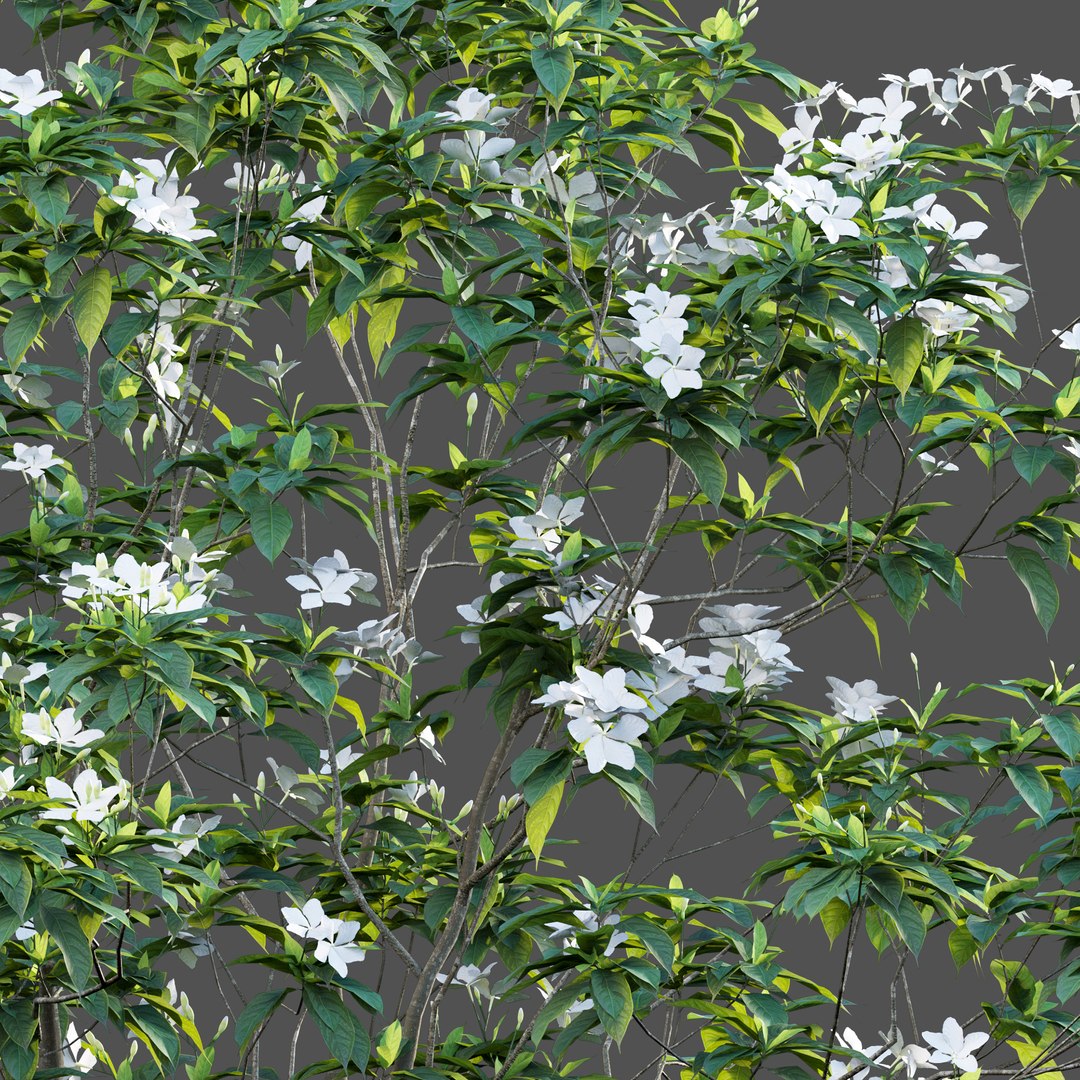 Tabernaemontana Dwarf - Pinwheel Flower 3D Model - TurboSquid 2265734