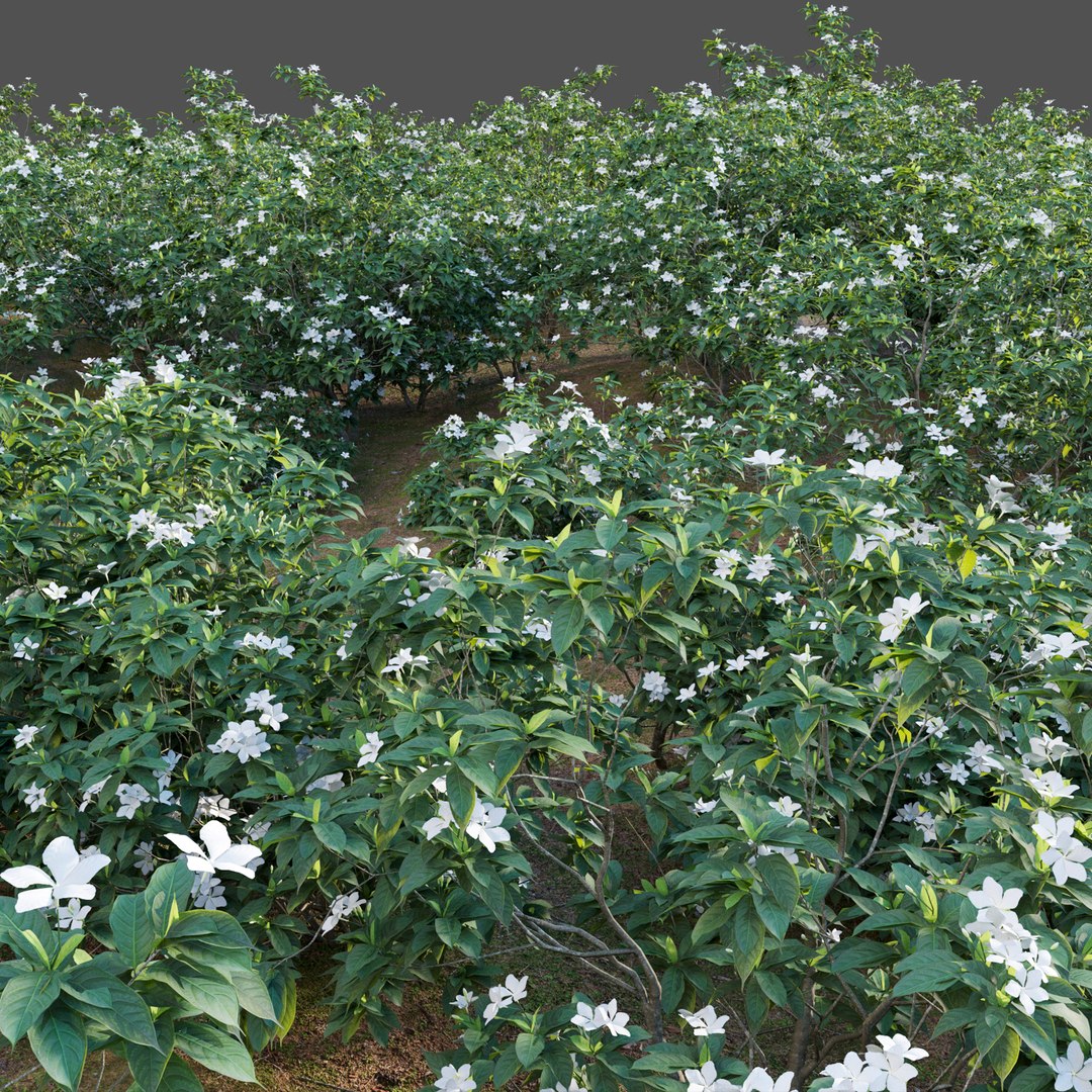 Tabernaemontana Dwarf - Pinwheel Flower 3D Model - TurboSquid 2265734