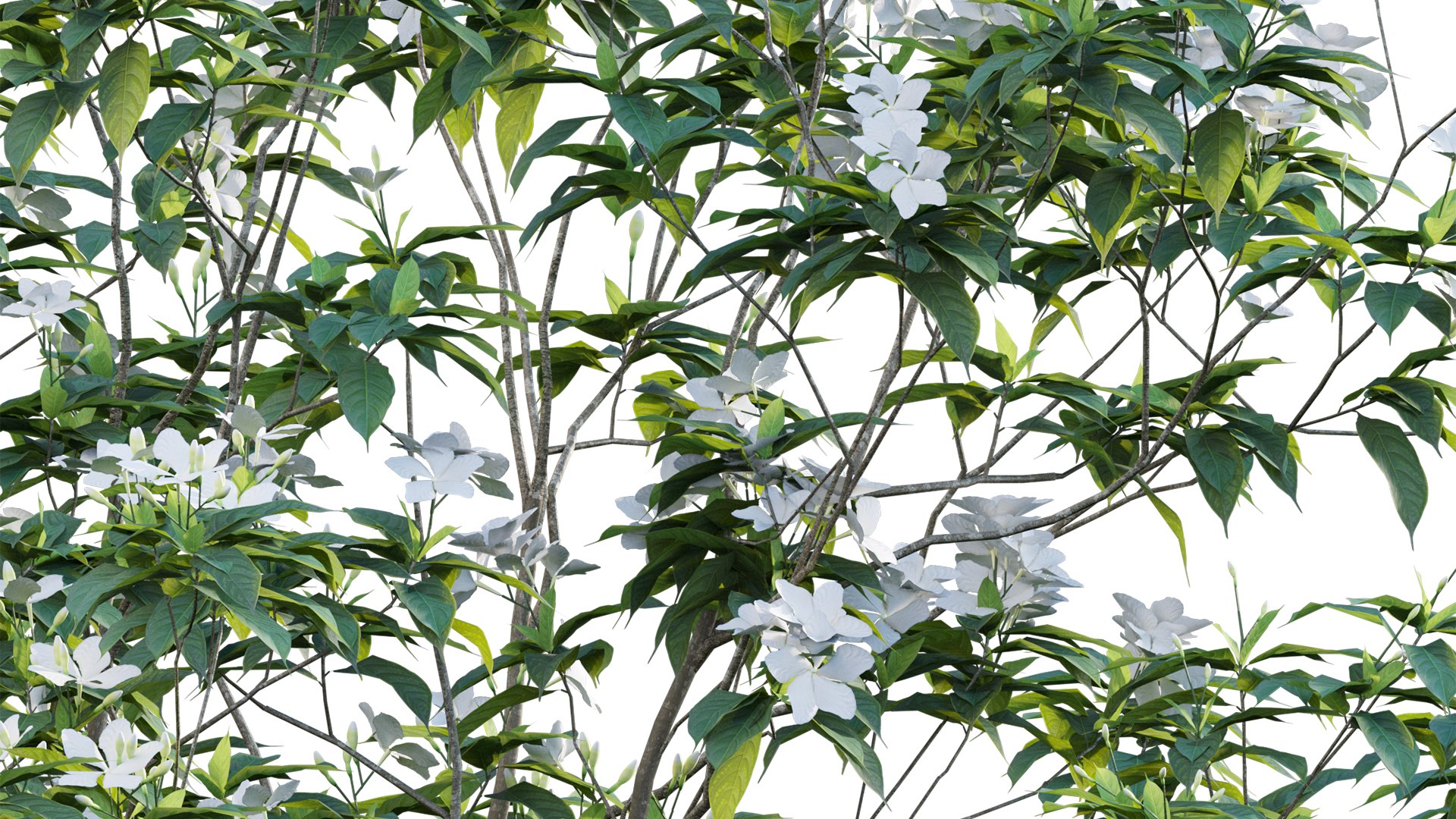 Tabernaemontana Dwarf - Pinwheel Flower 3D Model - TurboSquid 2265734