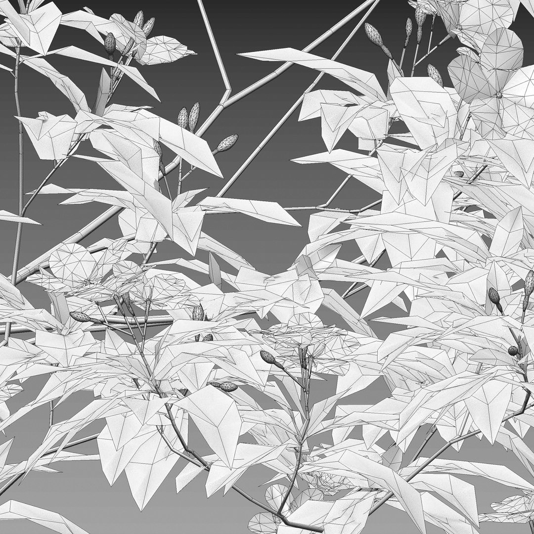 Tabernaemontana Dwarf - Pinwheel Flower 3D Model - TurboSquid 2265734