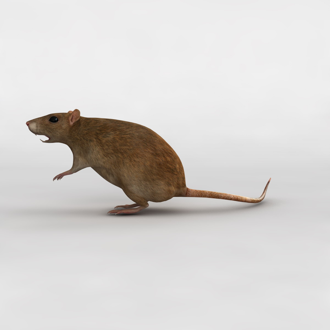 Lightwave Rat Rodent Modelled