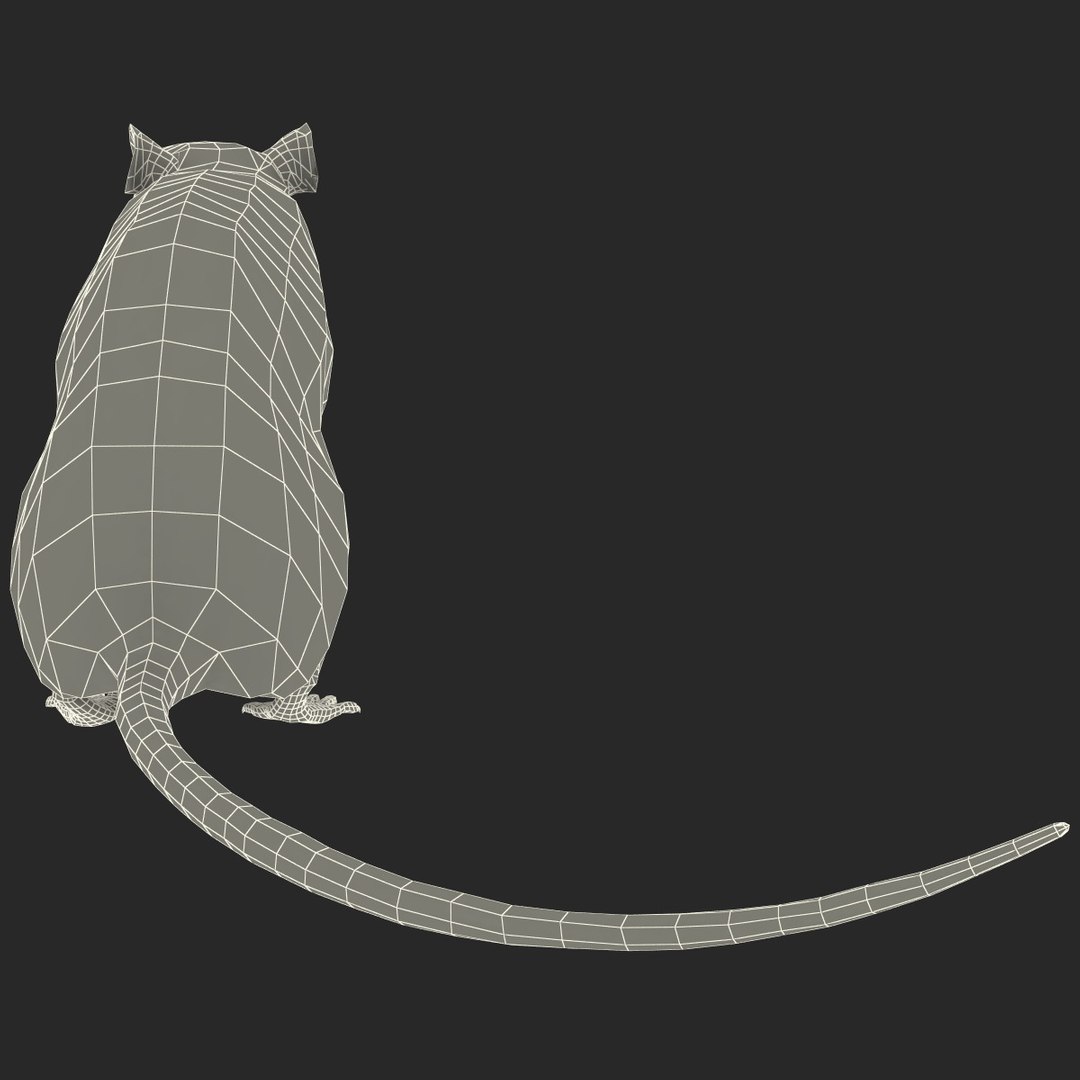 Lightwave Rat Rodent Modelled