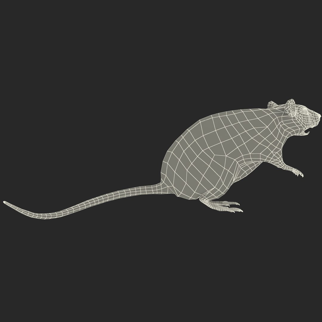 Lightwave Rat Rodent Modelled