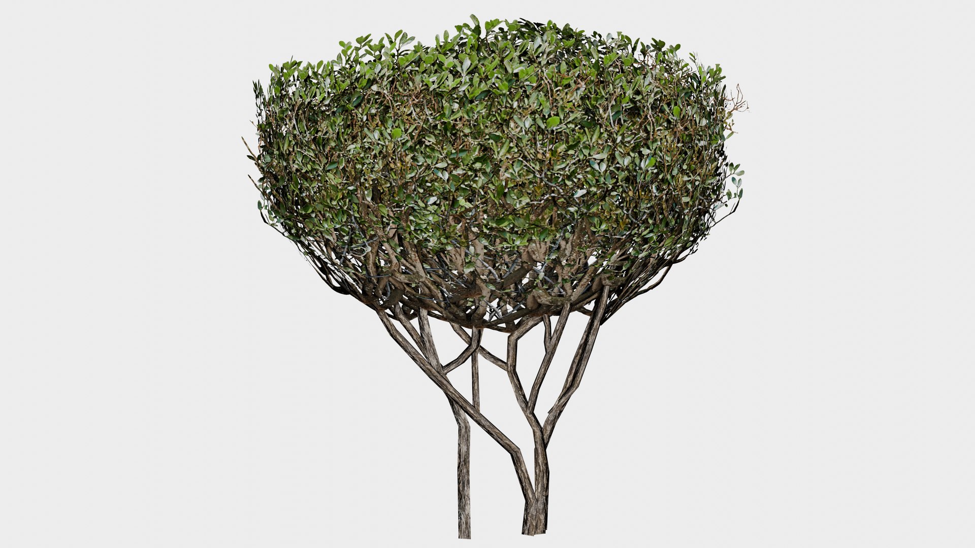 3D 12 In 1 Bushes Collection 03 Garden - TurboSquid 2389800