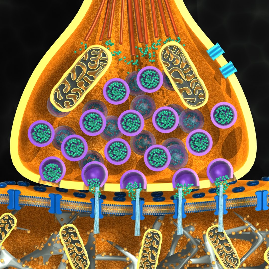 Neuron Synapse Network C4d