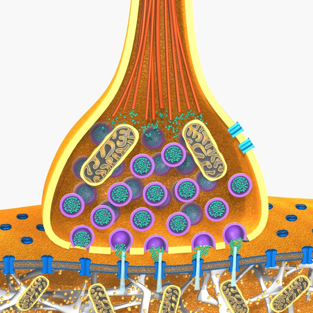 Neuron Synapse Network C4d