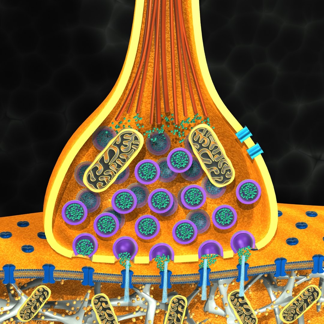 Neuron Synapse Network C4d