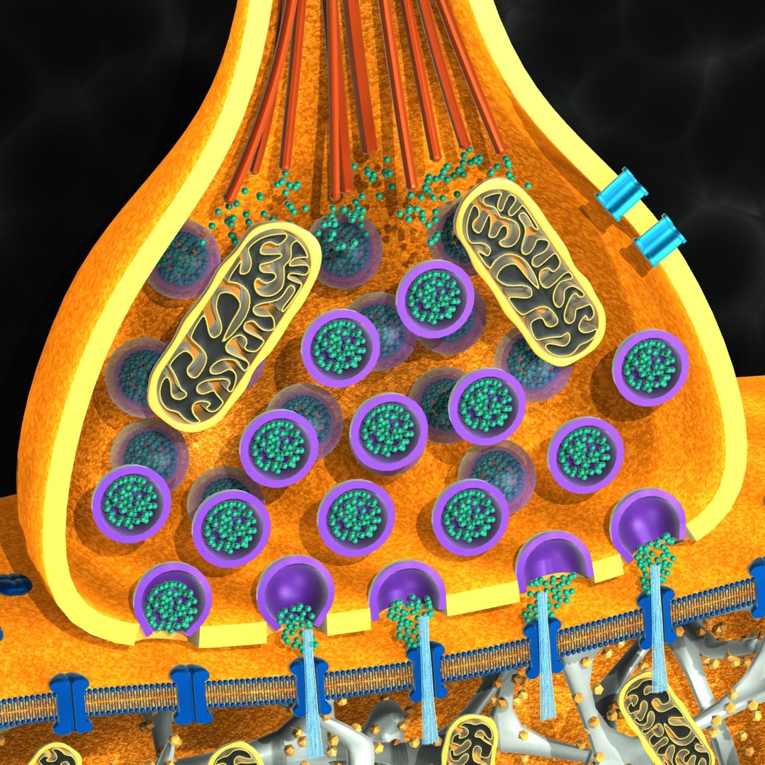 Neuron Synapse Network C4d