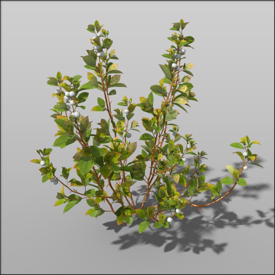3d Blueberry Shrub Berries