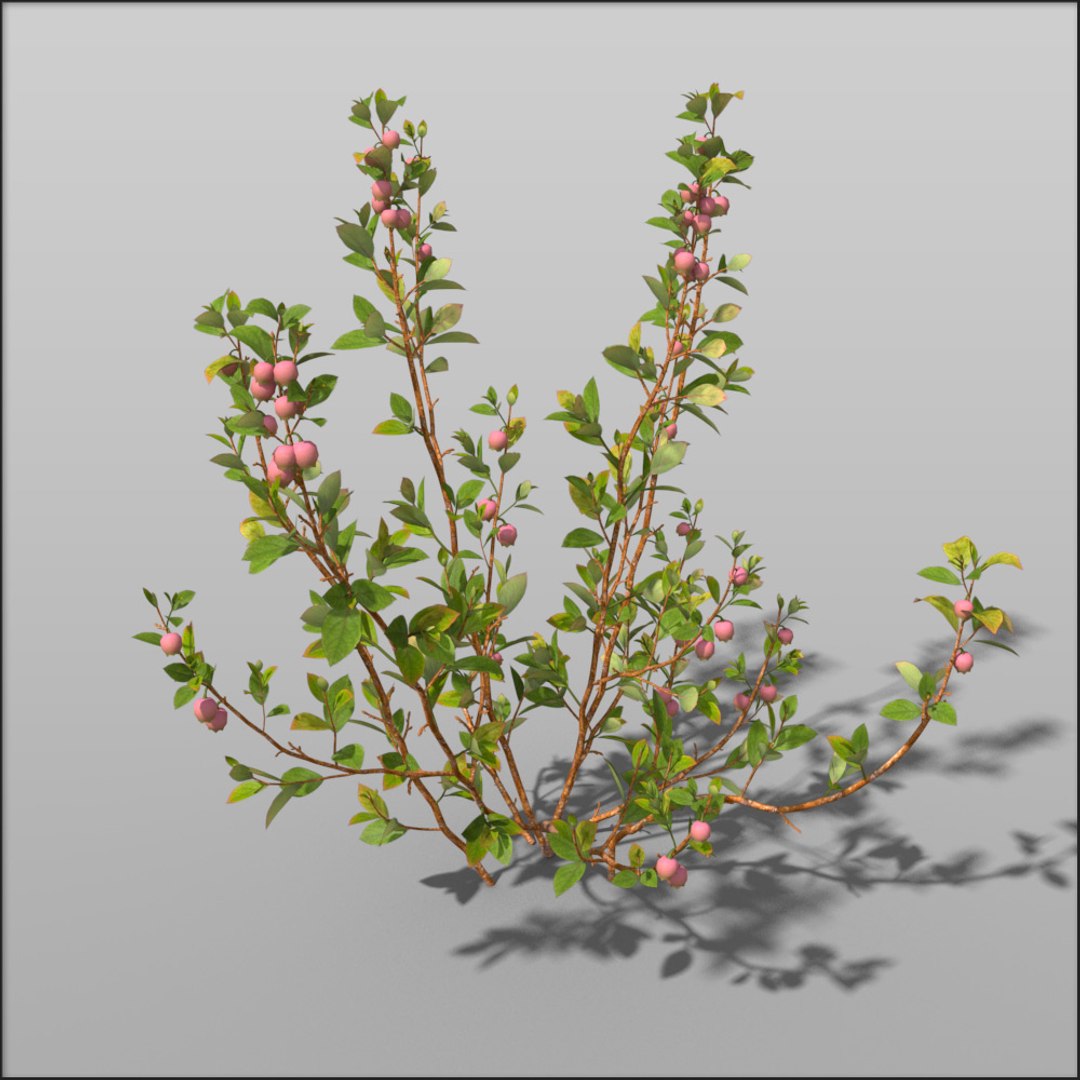 3d Blueberry Shrub Berries