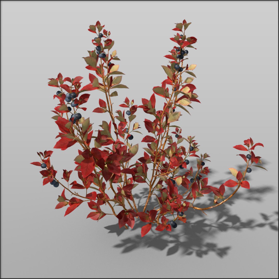 3d Blueberry Shrub Berries